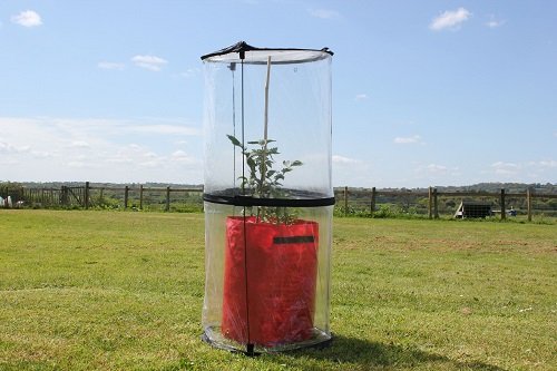 Haxnicks Cloche010101 Pop-Up Tomato Cloche, Transparent, 50 x 50 x 110 ...