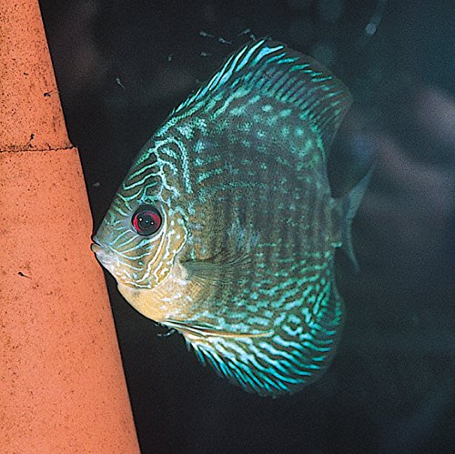 JBL DisCon, Spawning cone for discus fish – BigaMart