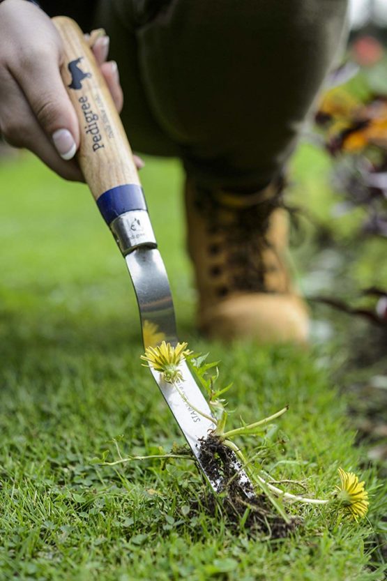 Pedigree PGDG Stainless Steel Daisy Grubber – BigaMart