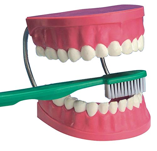 Edu-Science 03089 Giant Dental Care Teeth Model – BigaMart