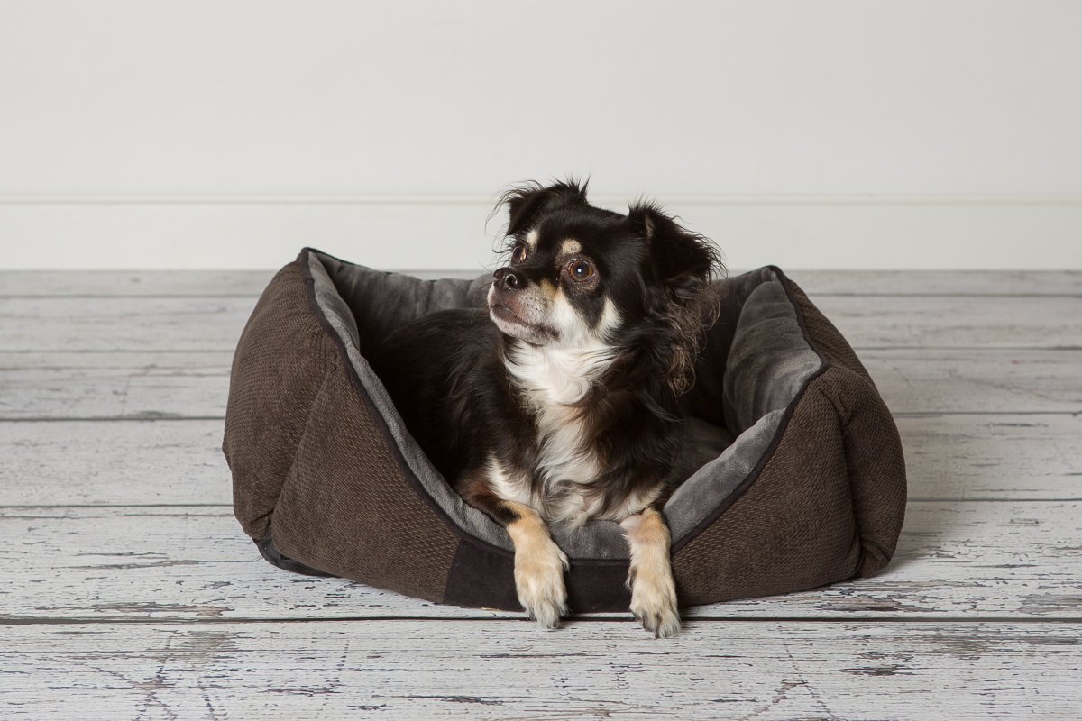 Scruffs Chester Box Bed (S) Graphite – BigaMart
