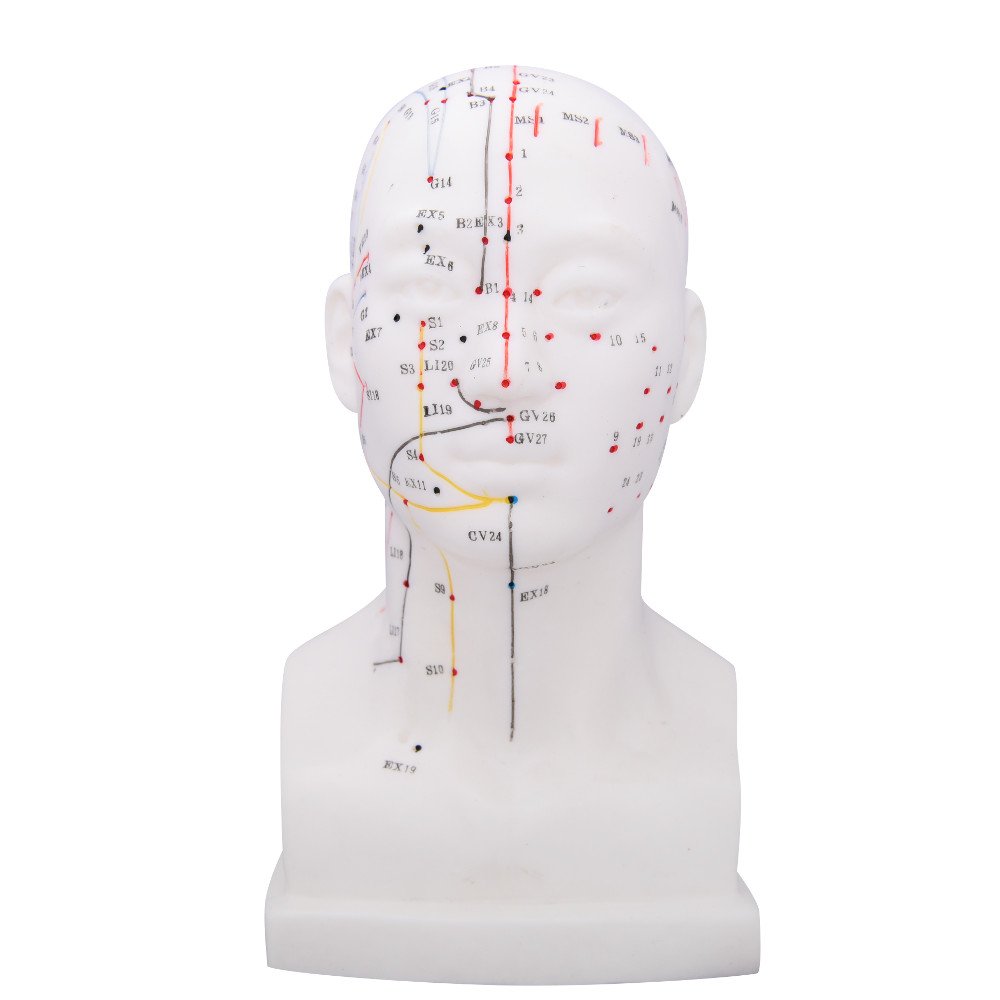 66fit Head Acupuncture Model – Pressure Point and Meridians Unisex Head ...