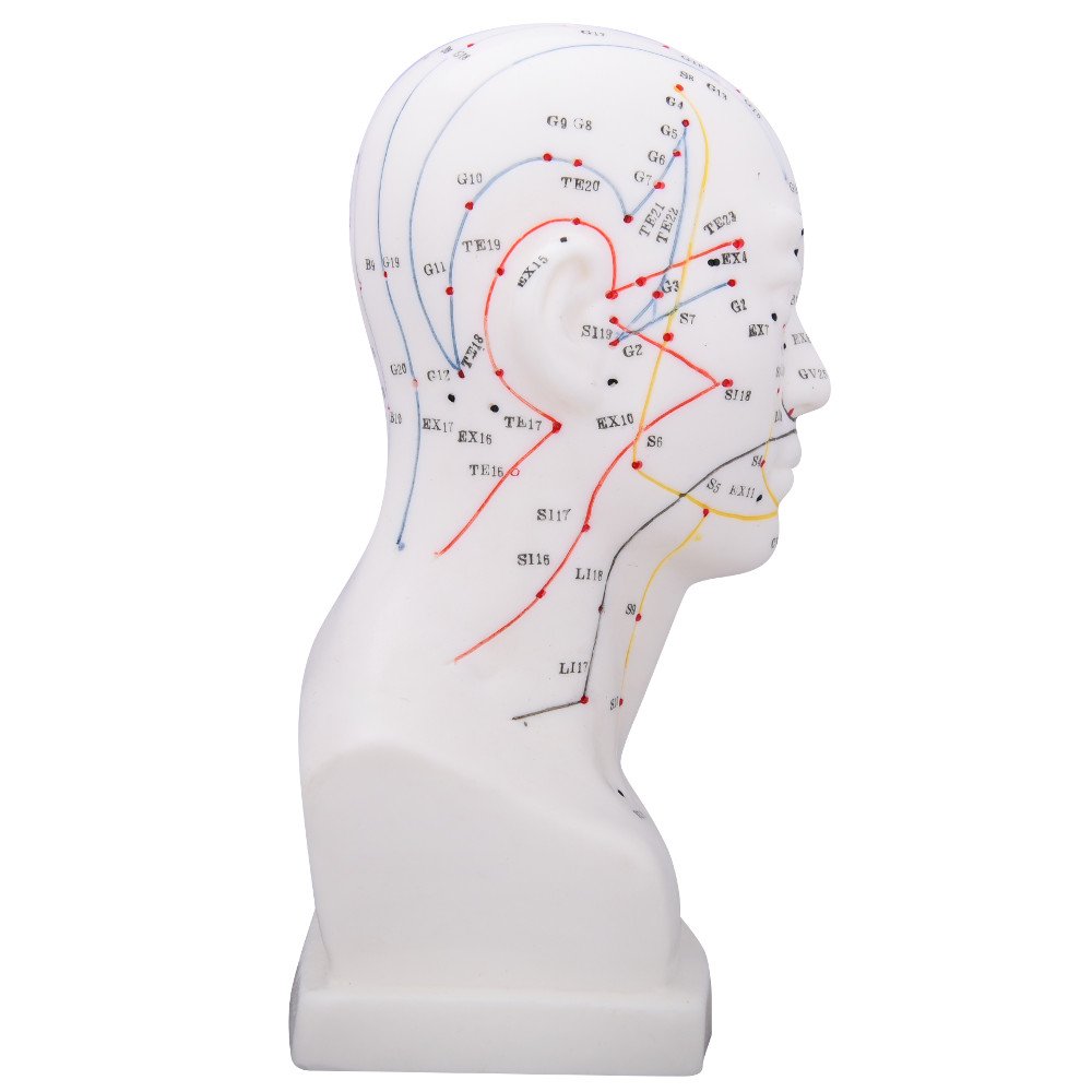 66fit Head Acupuncture Model – Pressure Point and Meridians Unisex Head ...