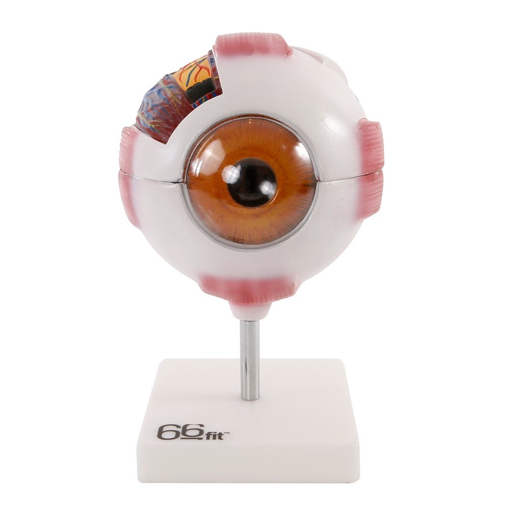 66fit Human Giant Eye Model – White – Medical Training Teaching Aid ...