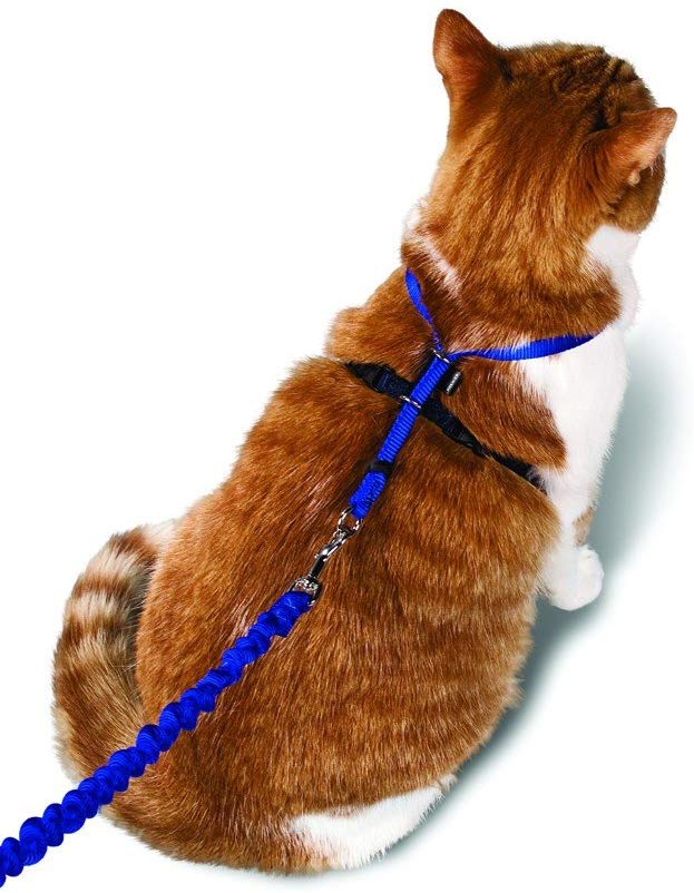 PetSafe, Easy Walk, Cat Harness and Lead, Small, Blue, Adjustable Fit ...