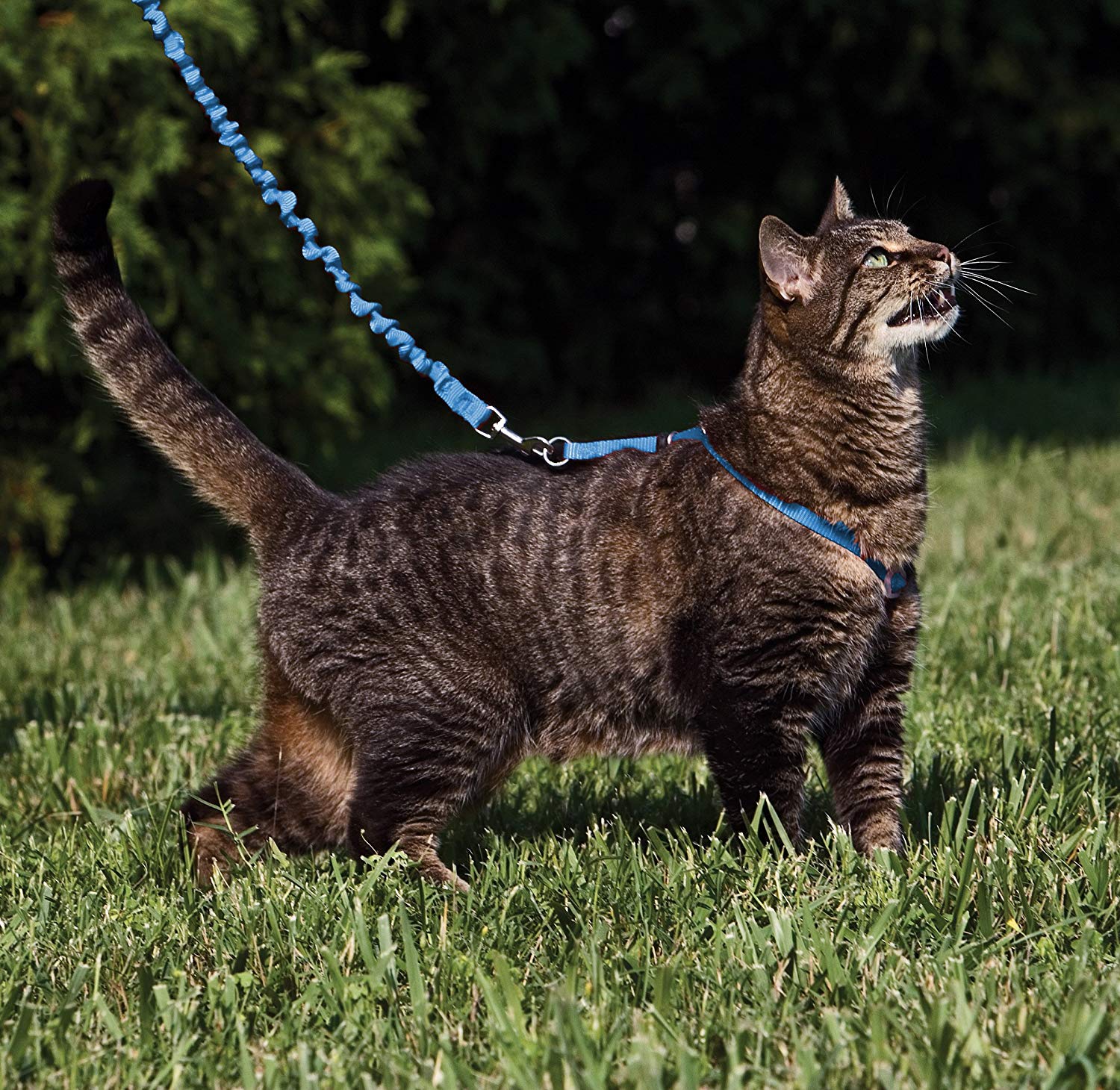 PetSafe, Easy Walk, Cat Harness and Lead, Small, Blue, Adjustable Fit ...