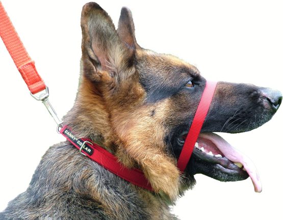 Canny Collar – The Collar For Dog Training And Walking, Simple And ...