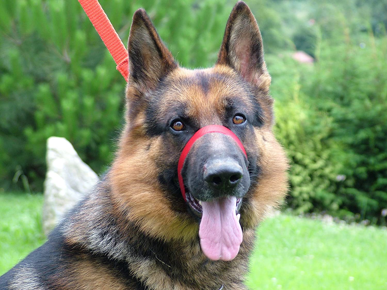 Canny Collar – The Collar For Dog Training And Walking, Simple And ...