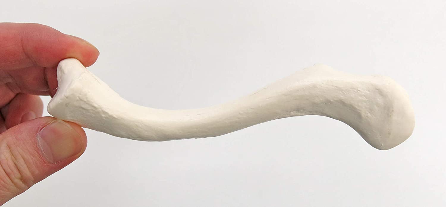 3B Scientific Clavicle Model + free anatomy software – 3B Smart Anatomy ...