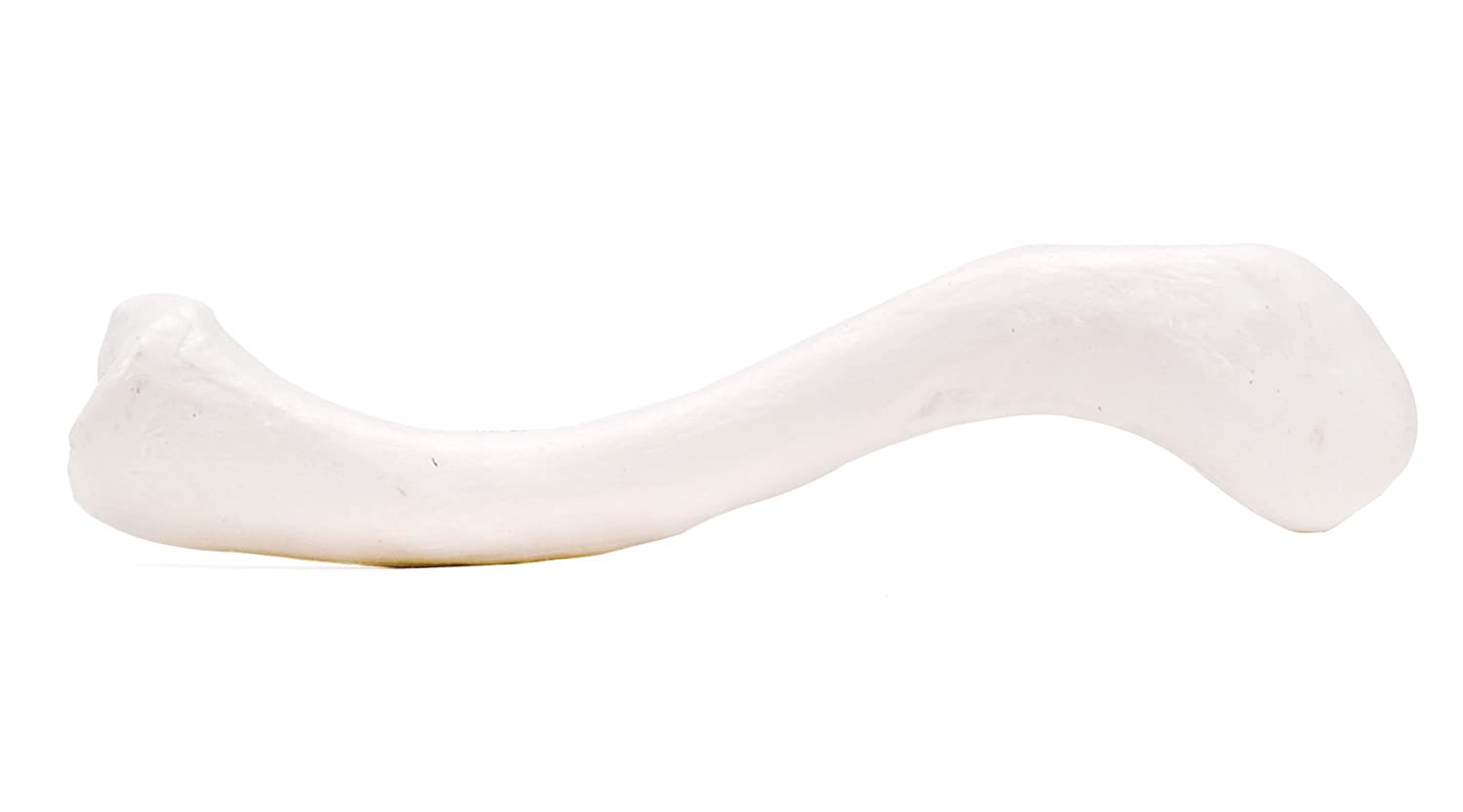 3B Scientific Clavicle Model + free anatomy software – 3B Smart Anatomy ...