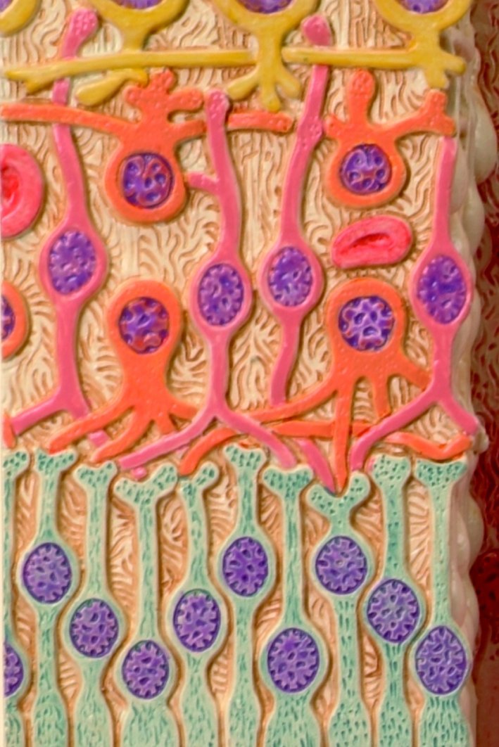 3B Scientific 3B Microanatomy Eye + free anatomy software – 3B Smart ...