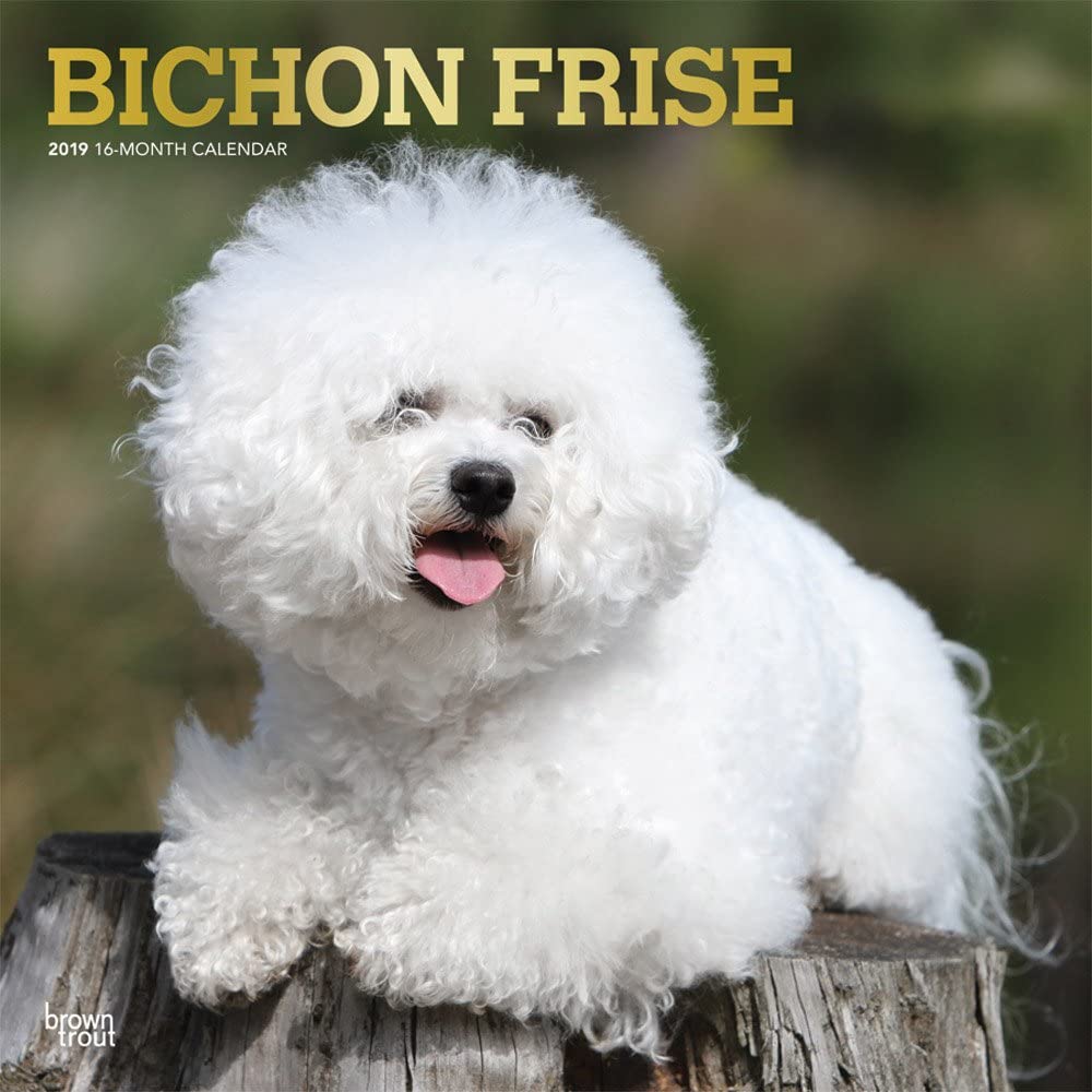 Bichon Frise 2019 Square Wall Calendar – BigaMart