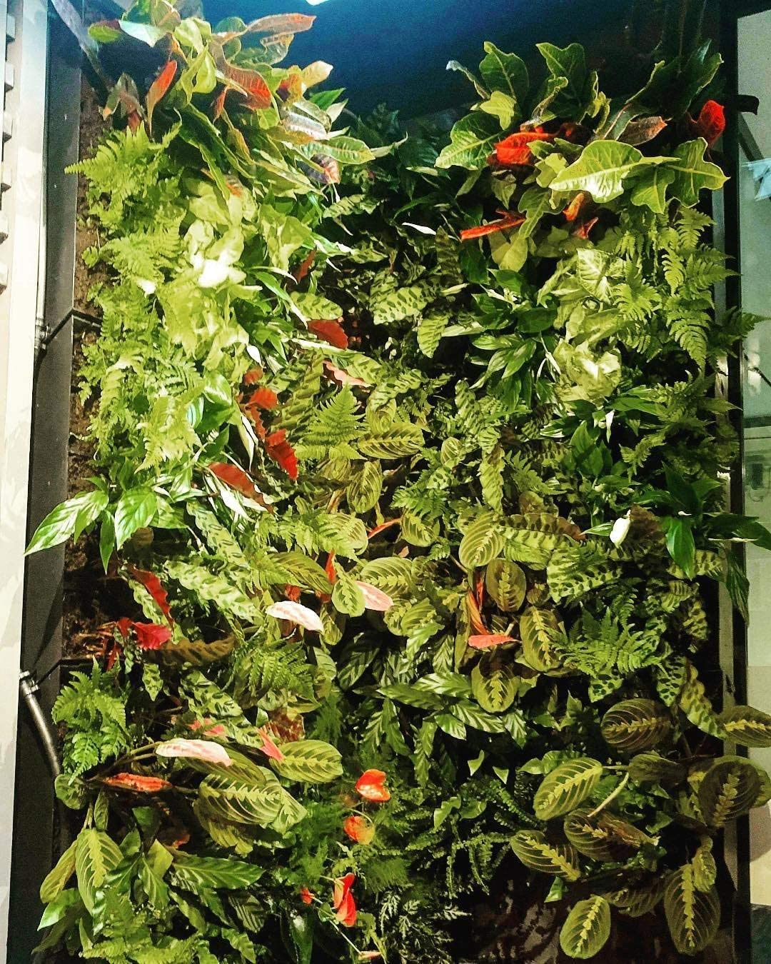 RR Landscape Solutions Ltd Green Wall Modular System Living Wall ...