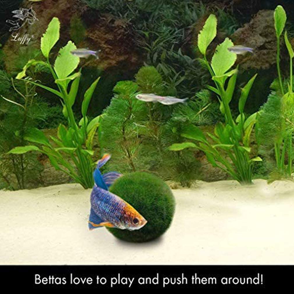 LUFFY 2 Marimo Moss Balls, Aesthetically Beautiful & Create Healthy ...