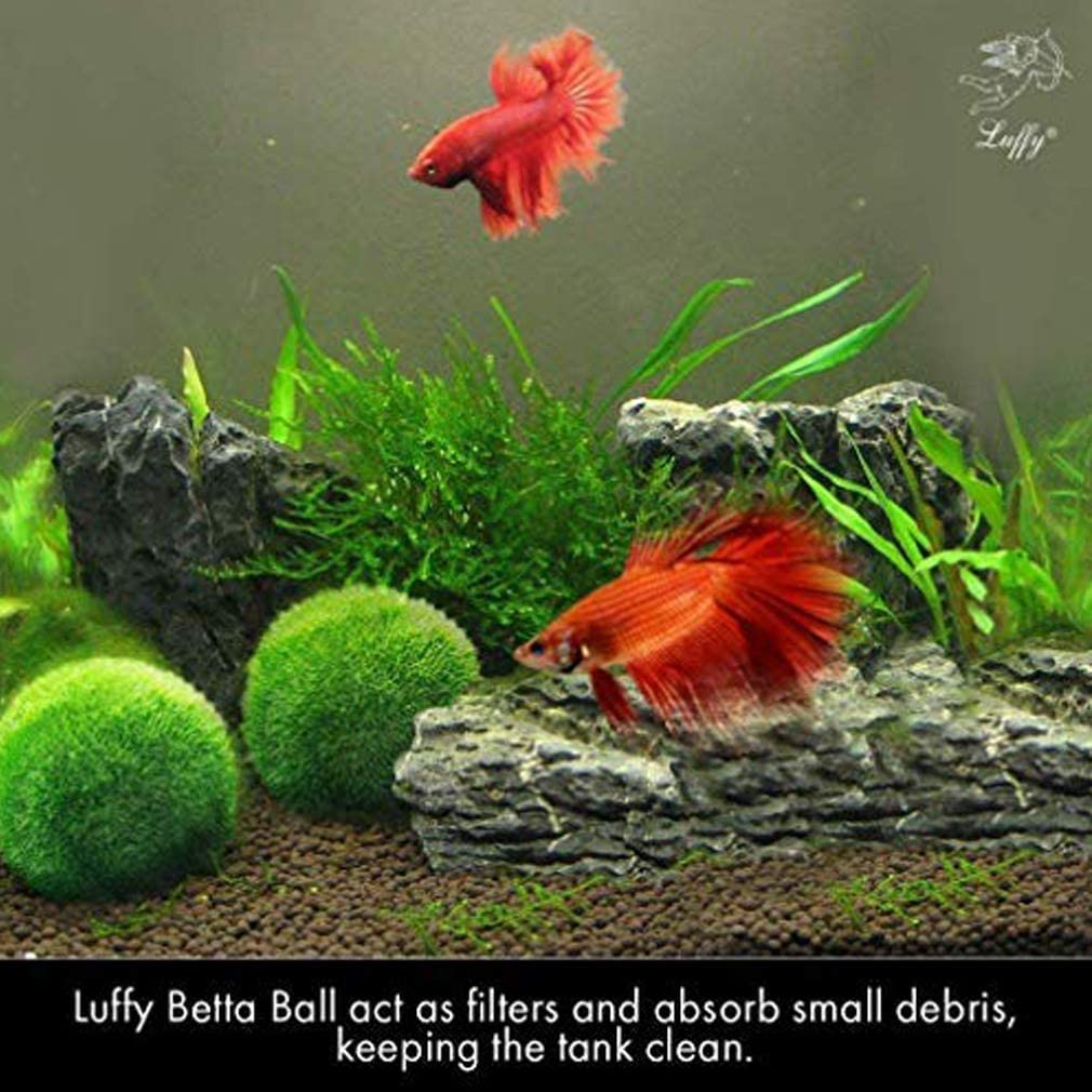 LUFFY 2 Marimo Moss Balls, Aesthetically Beautiful & Create Healthy ...