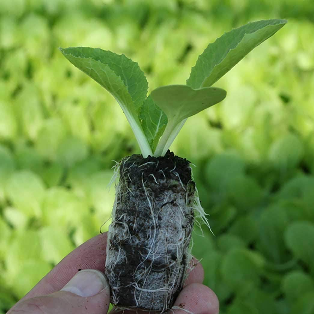 Tech-Garden 100 – Original Jiffy Peat Coir Plug Pellets Seed 33 mm ...