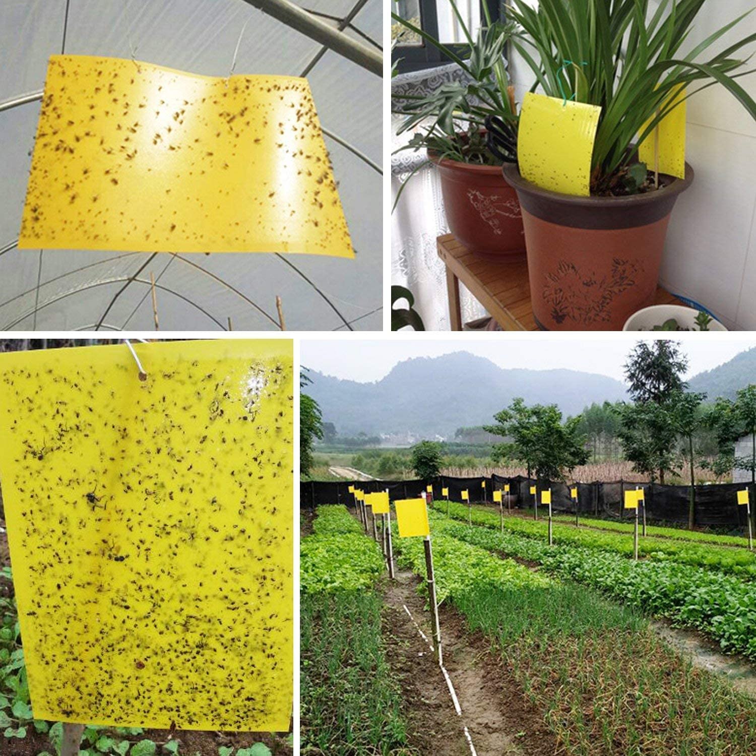 BESKIT 30-Pack Dual-Sided Yellow Sticky Traps for Fungus Gnat, Whitefly ...