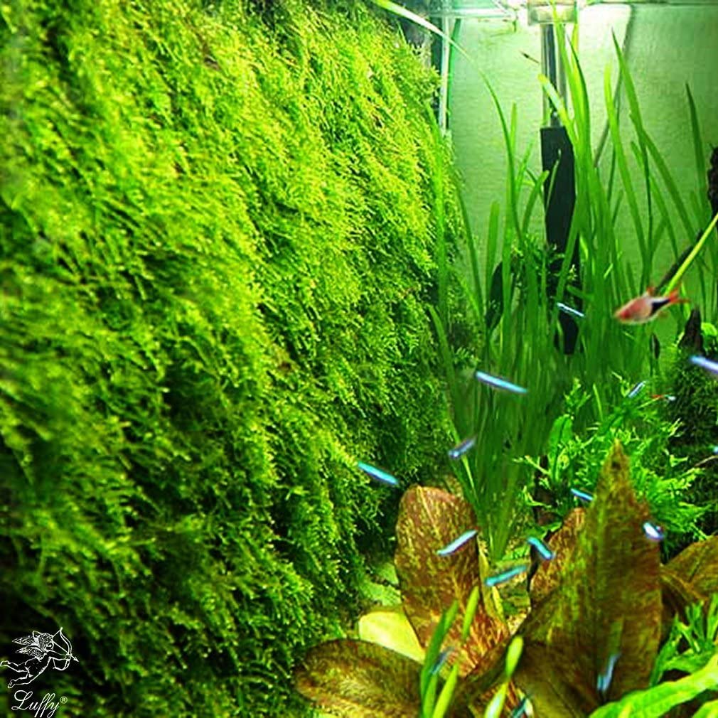 LUFFY Decorative Aquatic Moss Wall/Floor Mesh Kit – Create a Lush ...