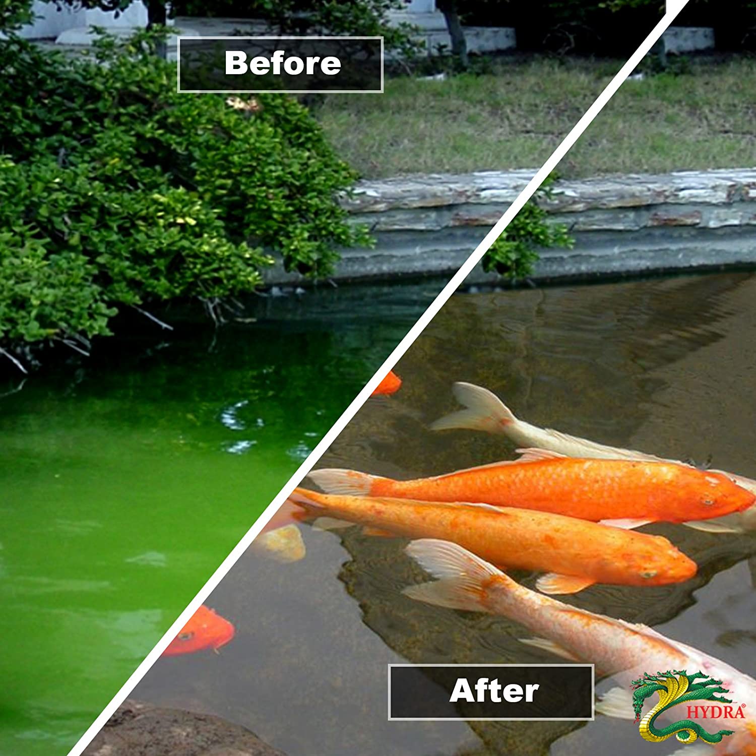 HYDRA Crystal Green Algae Treats UpTo 10,000 litres + Pond Algae Green ...