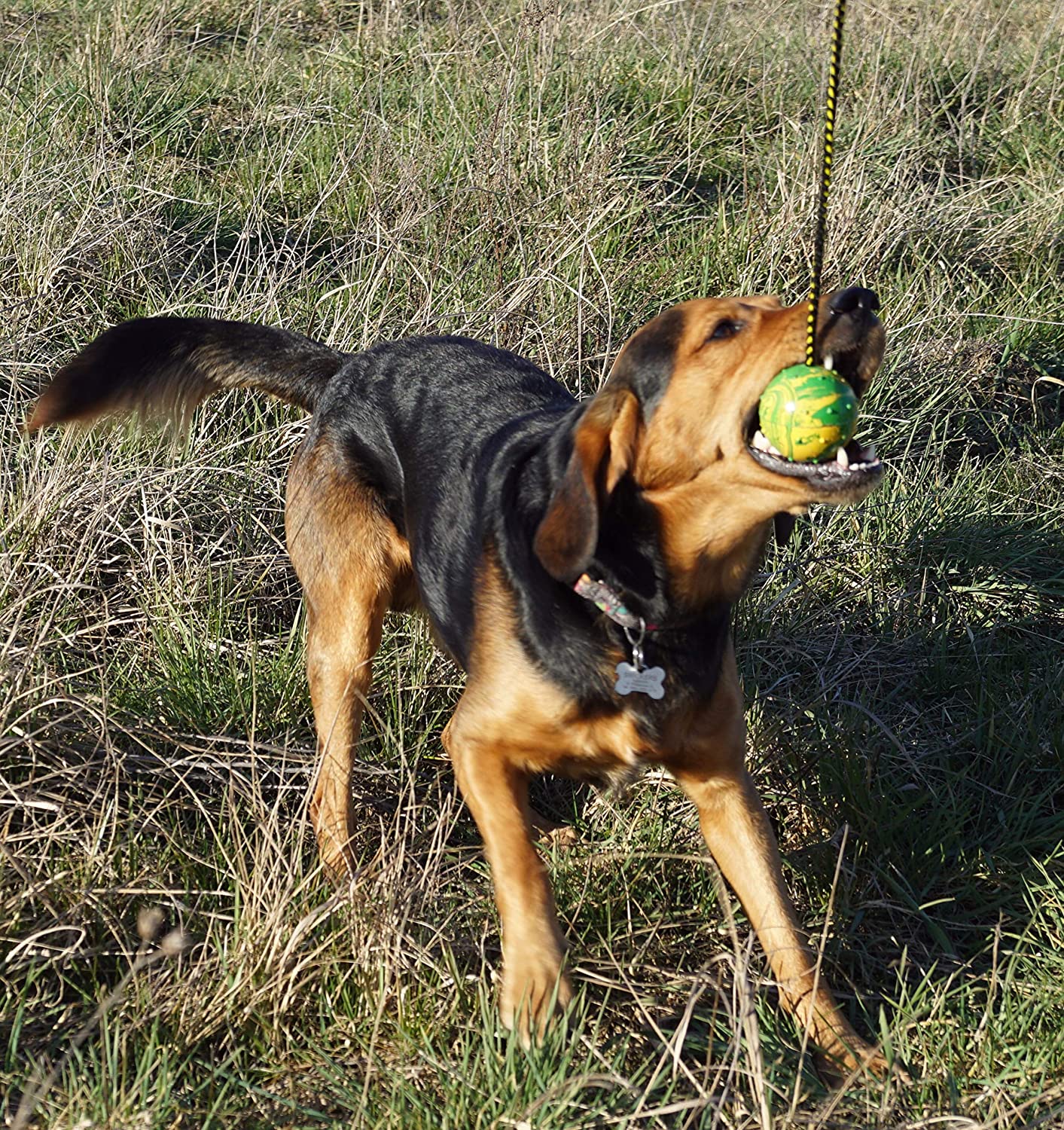 Dingo Fetch Ball Made of Hard Rubber with Knobs and String, Small, for ...