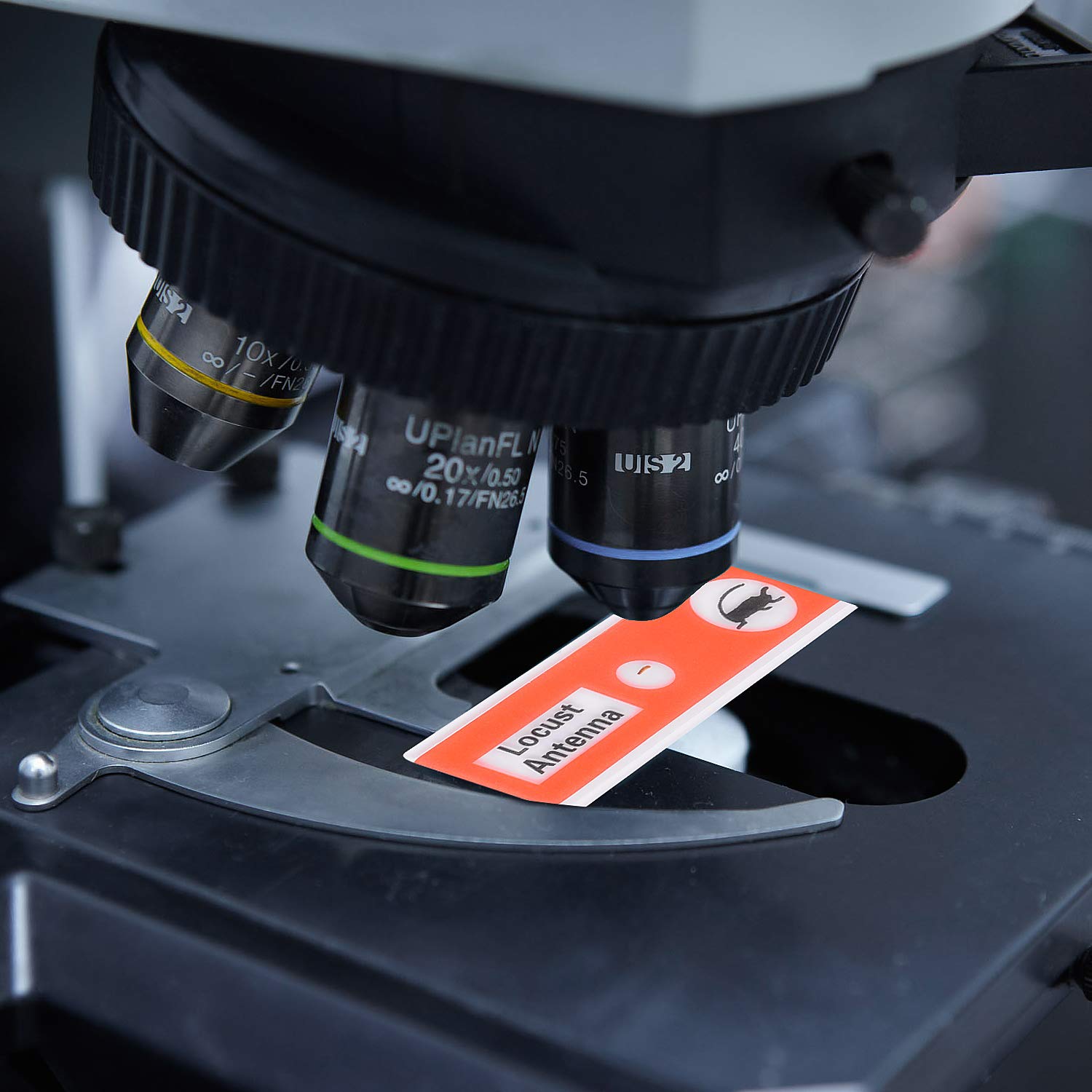 48Pcs Kids Plastic Prepared Microscope Slides of Animals Insects Plants ...