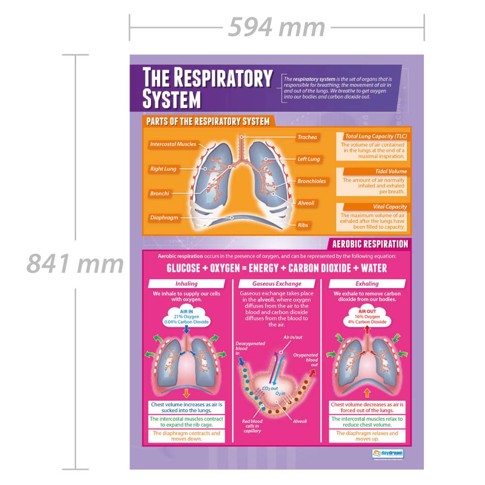 The Respiratory System | PE Posters | Gloss Paper measuring 850mm x ...