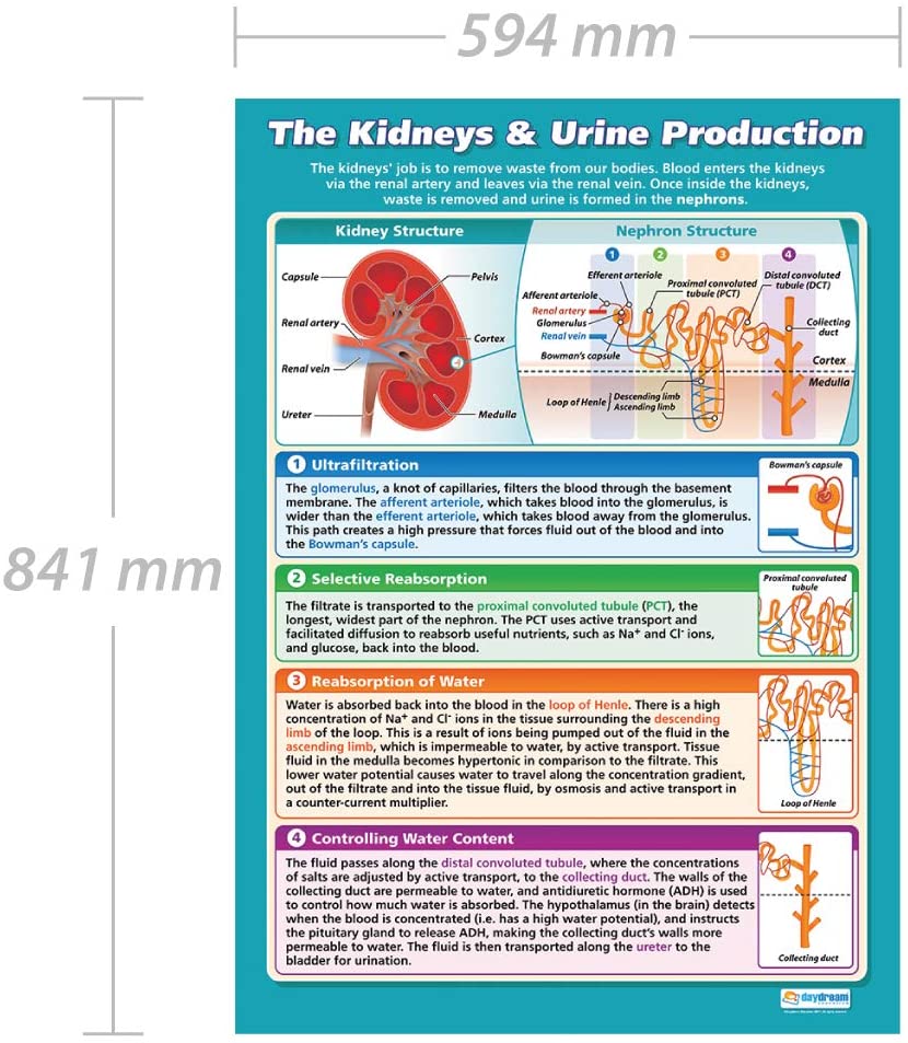 The Kidneys & Urine Production | Science Posters | Gloss Paper ...