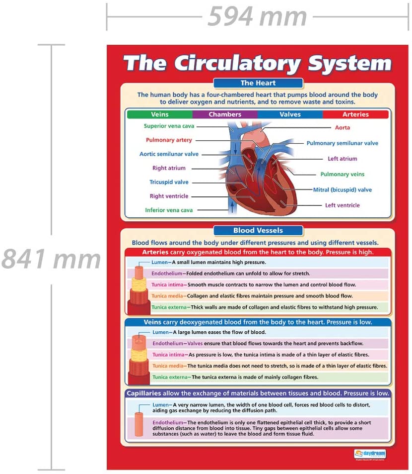 The Circulatory System | Science Posters | Gloss Paper measuring 850mm ...