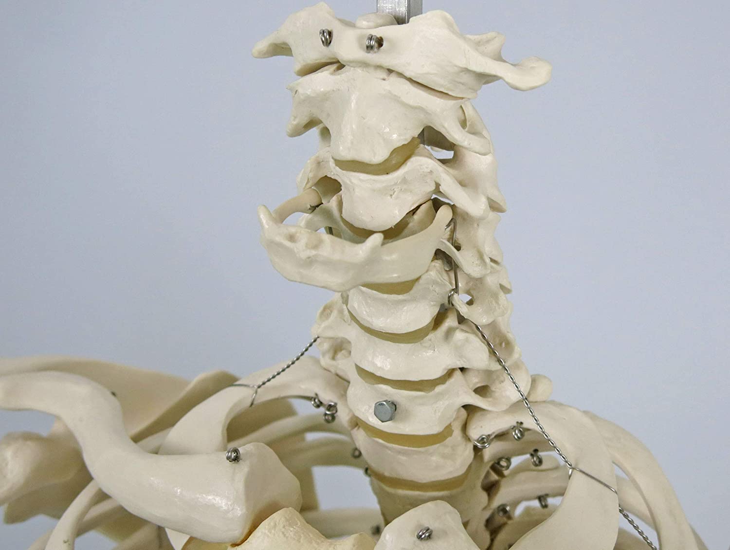 3B Scientific Human Anatomy – A10 Skeleton Model, Classic + free ...