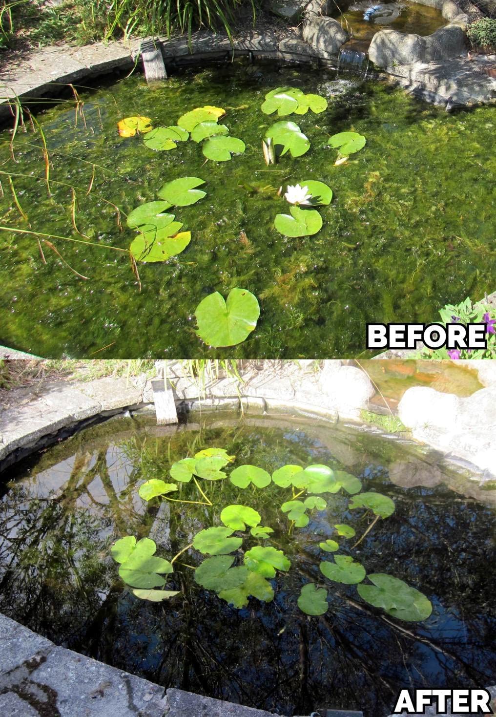 envii Blanketweed Klear – Kills Floating Blanket Weed in 24 Hours ...