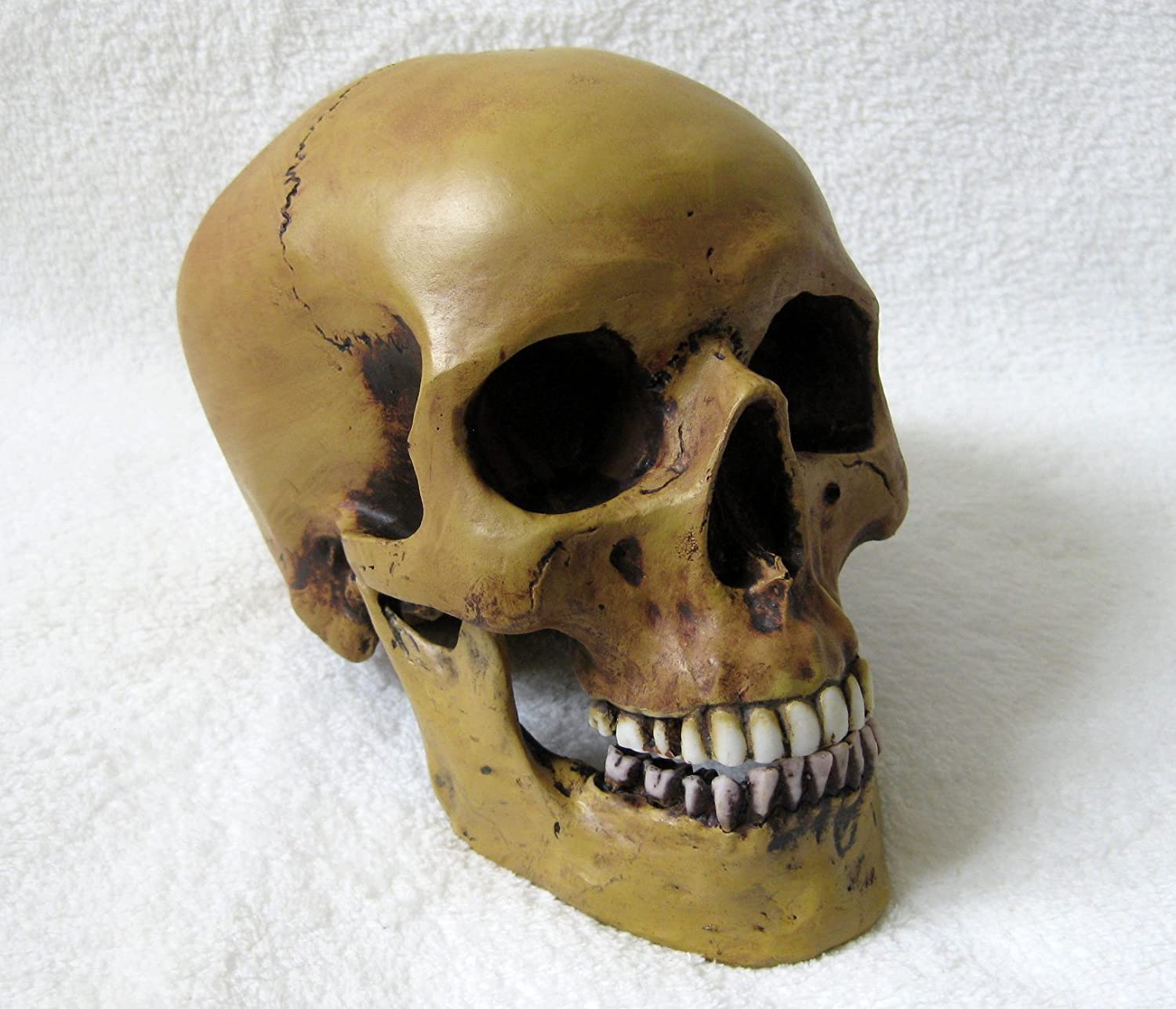 Anatomical Skull with Lower Jaw by Markus Mayer – BigaMart