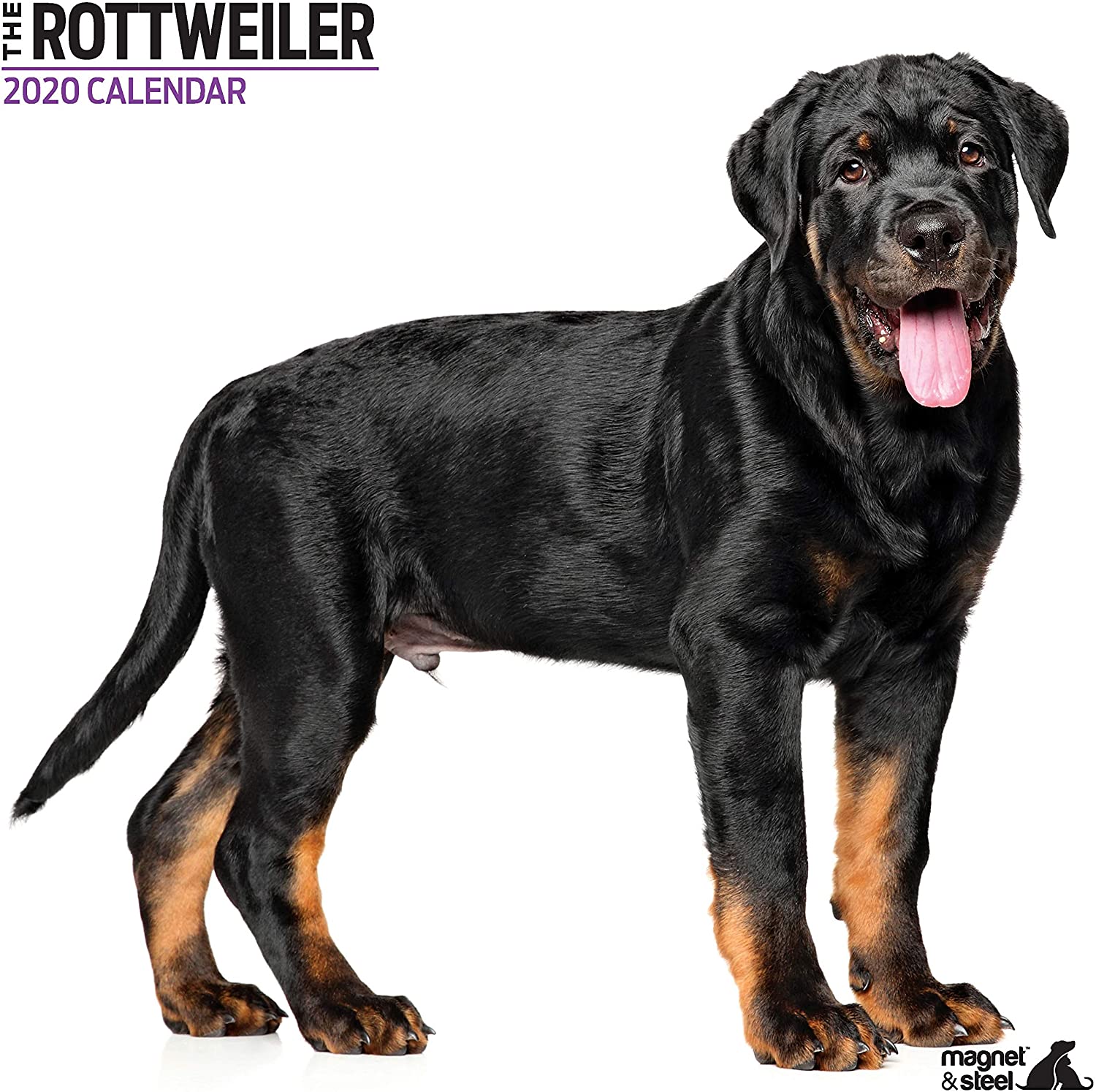 Rottweiler Modern 2020 Calendar – BigaMart