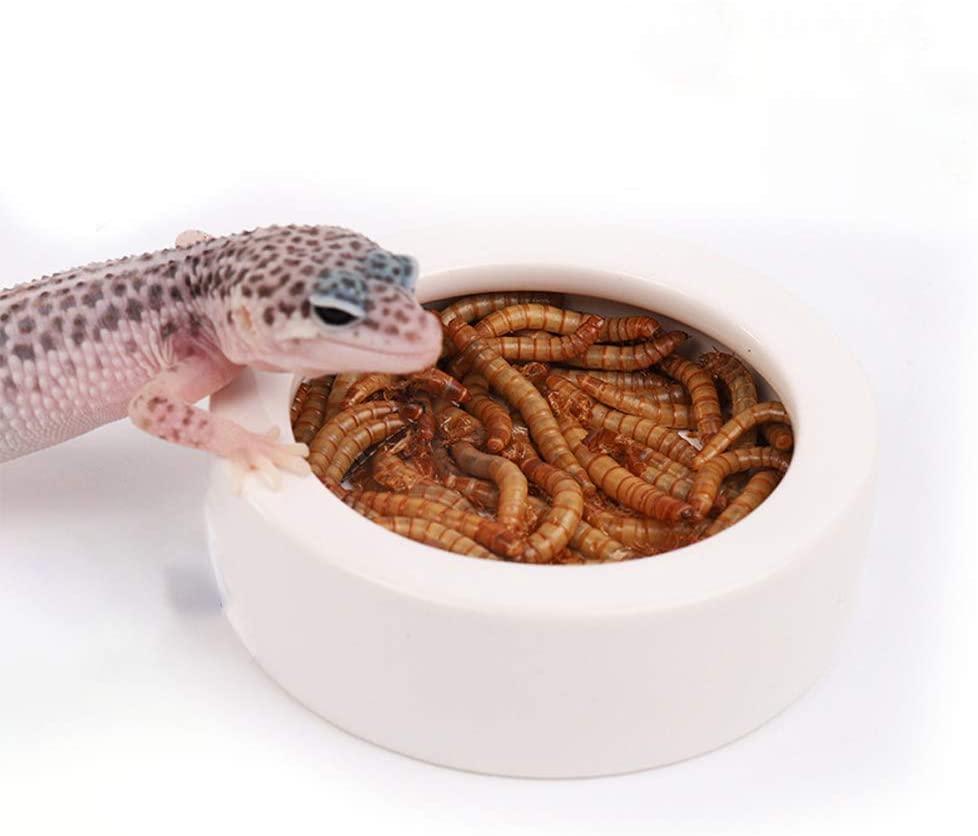 Breadworm/Mealworm Dish / Worm Dish Crawling Reptile Anti-Escape ...