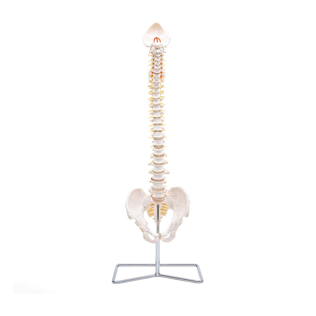 Elementary Anatomy The Budget Spine – Life Size Flexible Human Spine ...