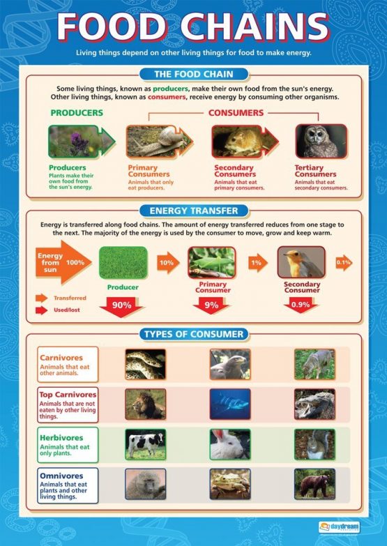 Food Chains | Science Posters | Laminated Gloss Paper measuring 850mm x ...